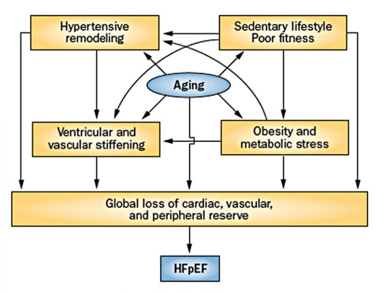 Hypertension and HFpEF — MATLAB Number ONE