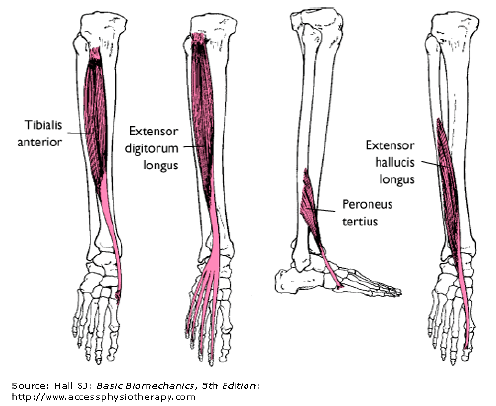 the Testing of Lower Extremity Medical Devices — MATLAB Number ONE